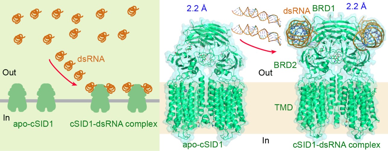 Nucleic Acids Research | 龚德顺/闫创业/钱丹丹/丛野合作揭示核酸转运蛋白家族SID1识别双链RNA的结构基础