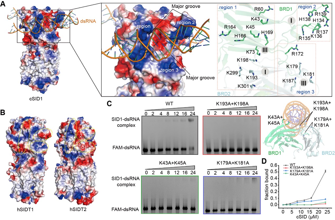 Nucleic Acids Research | 龚德顺/闫创业/钱丹丹/丛野合作揭示核酸转运蛋白家族SID1识别双链RNA的结构基础